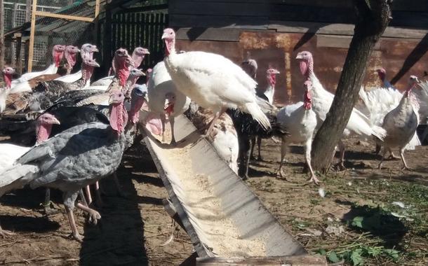 Eko ćurke iz Banjana | Kolubarske.rs